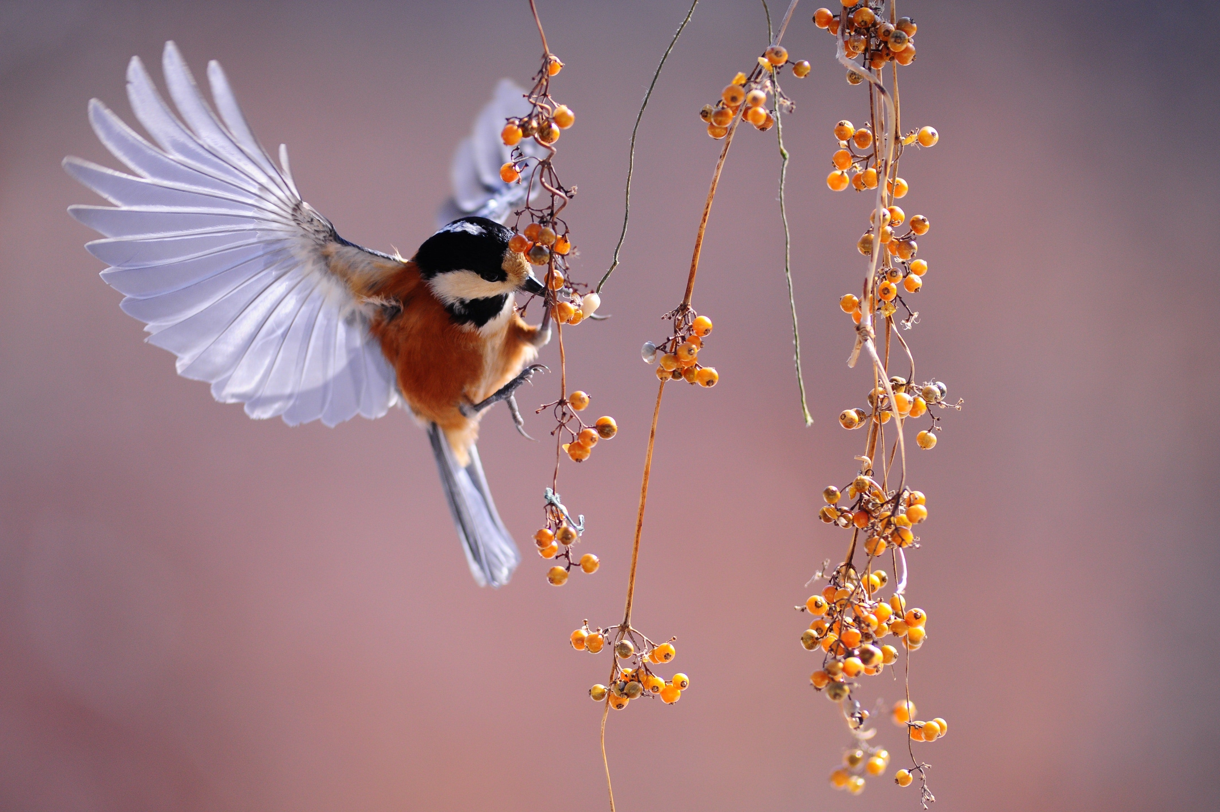 A New Perspective on Bird Watching: Experience Dzees V5 Bird Feeder wi ...