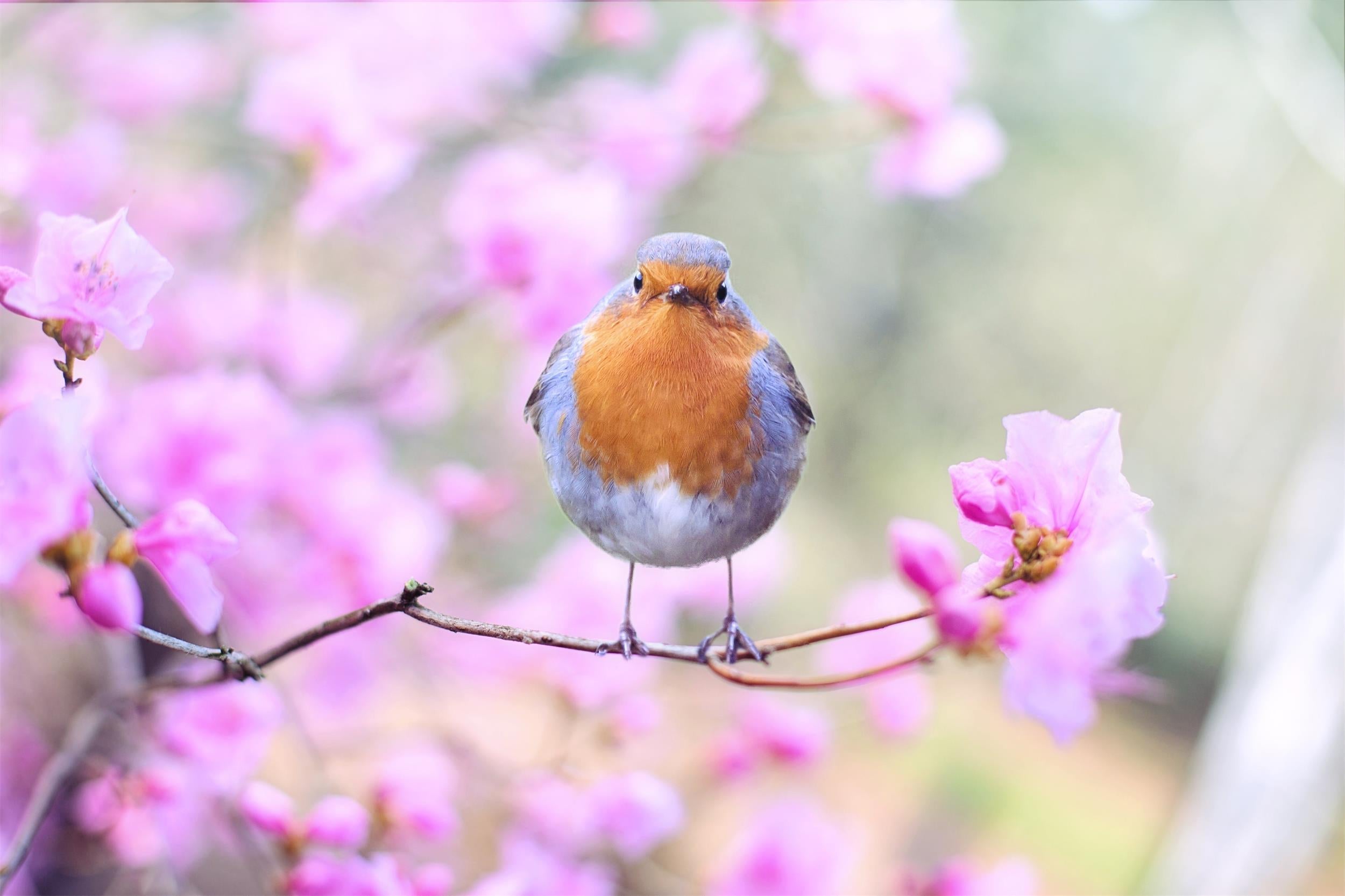 Building a Bird-Watching Community: The Role of Smart Technology with ...