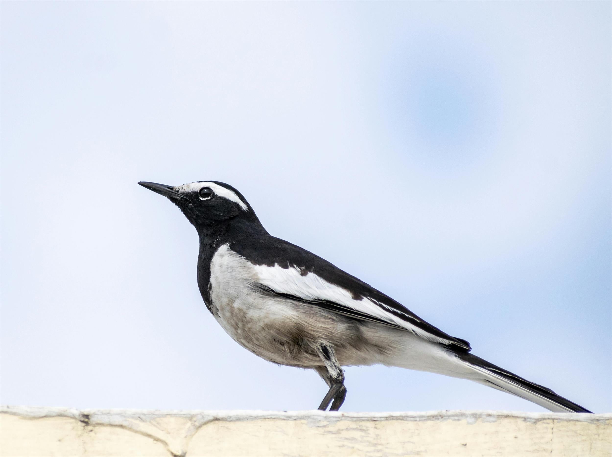 Capture Every Chirp: How the Dzees V5 Smart Bird Feeder Brings Birdwat ...