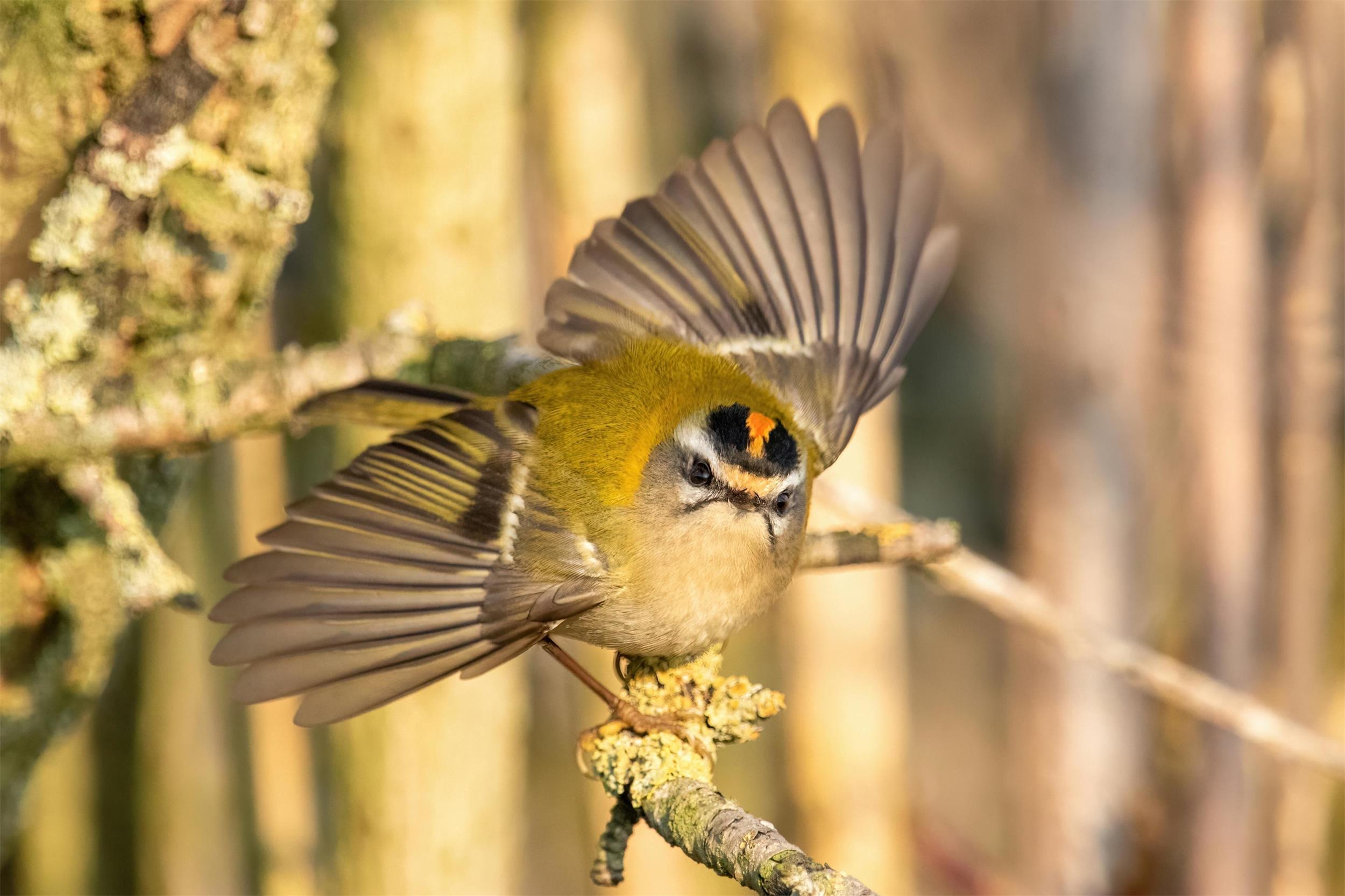 Discover Every Detail with the Dzees V5: The Smart Bird Feeder That Re ...