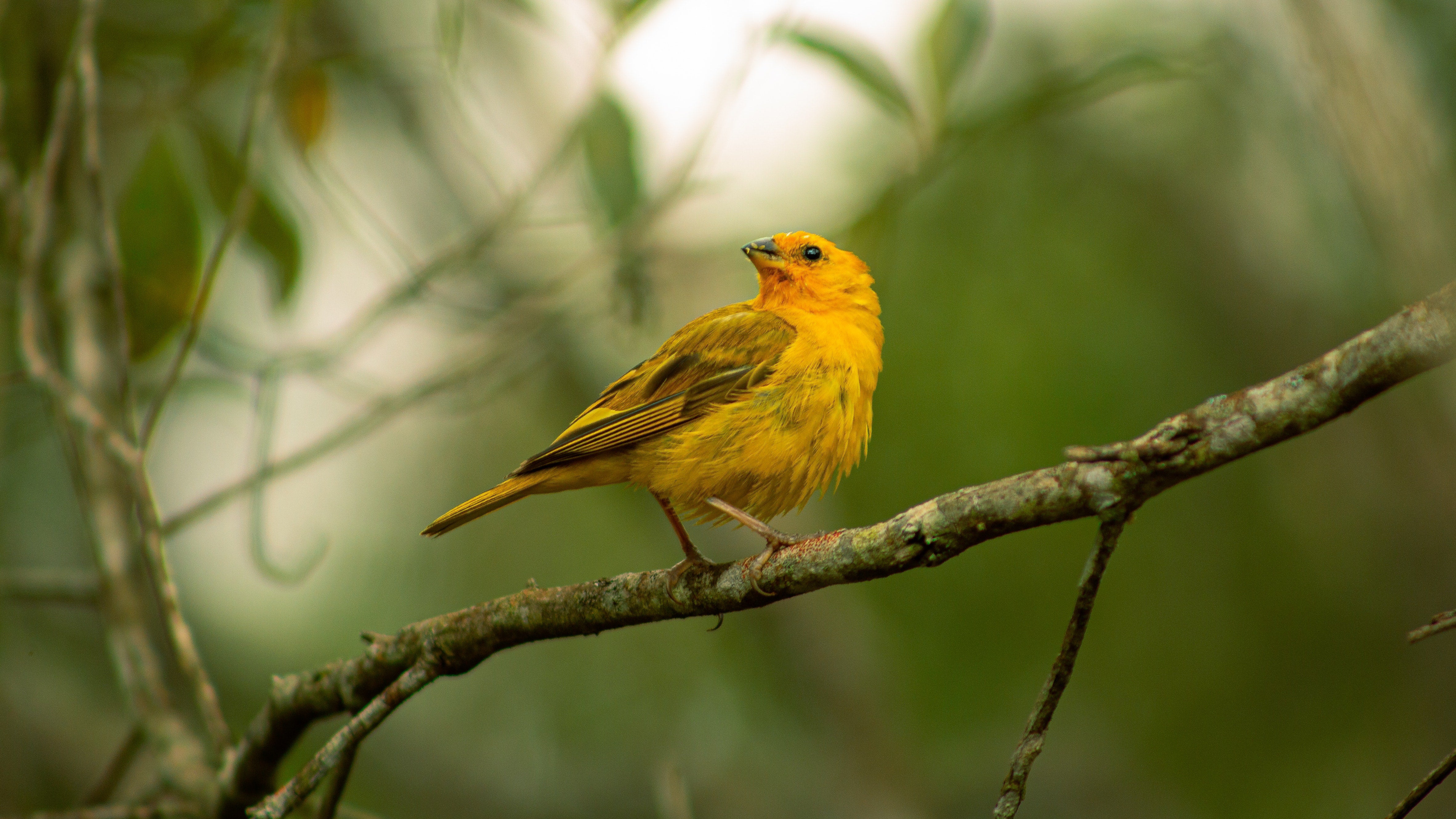 Discover the Future of Bird Watching with Dzees V5 Bird Feeder with Se ...