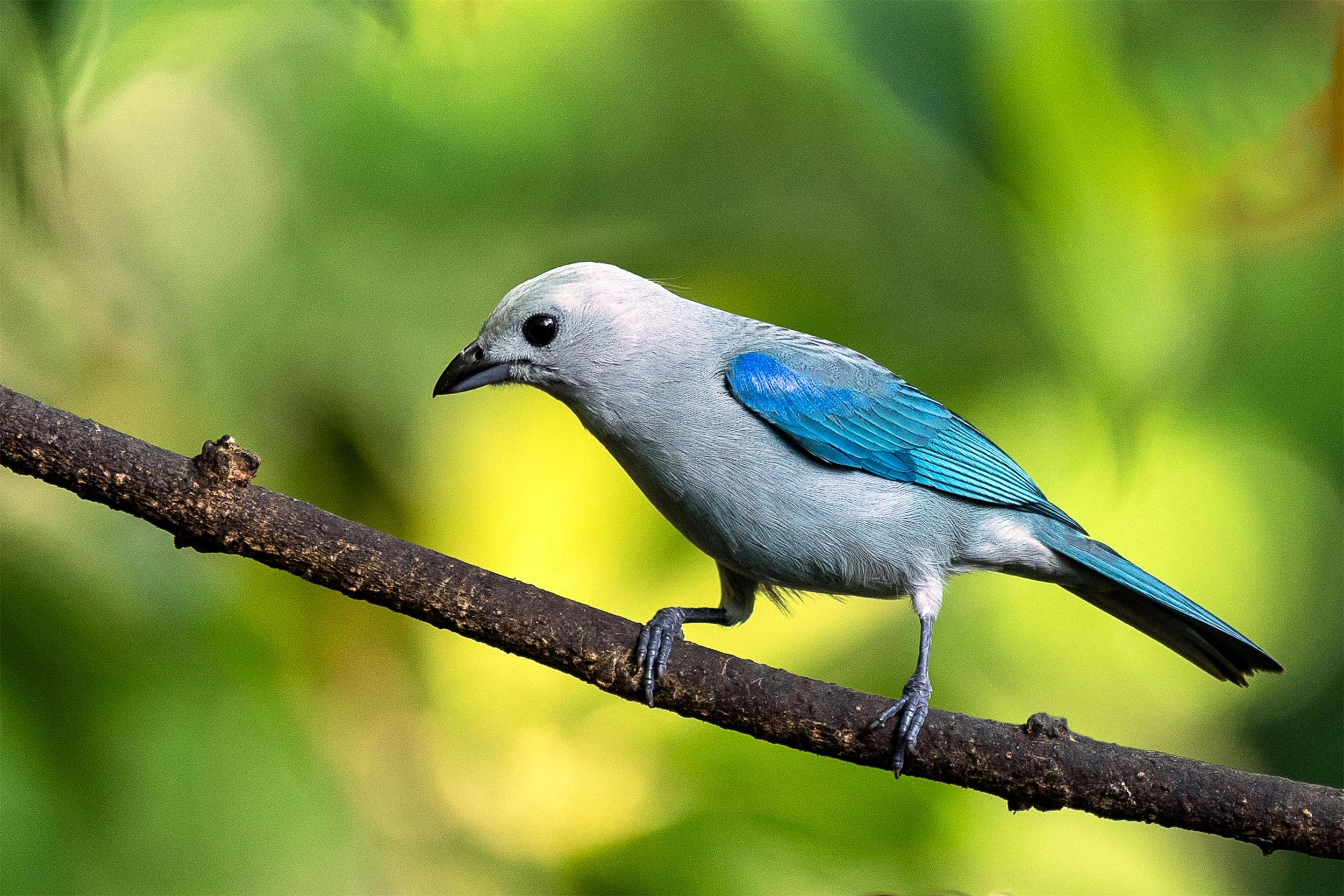 Discover the Magic of Birdwatching with the Dzees Smart Hummingbird Fe ...