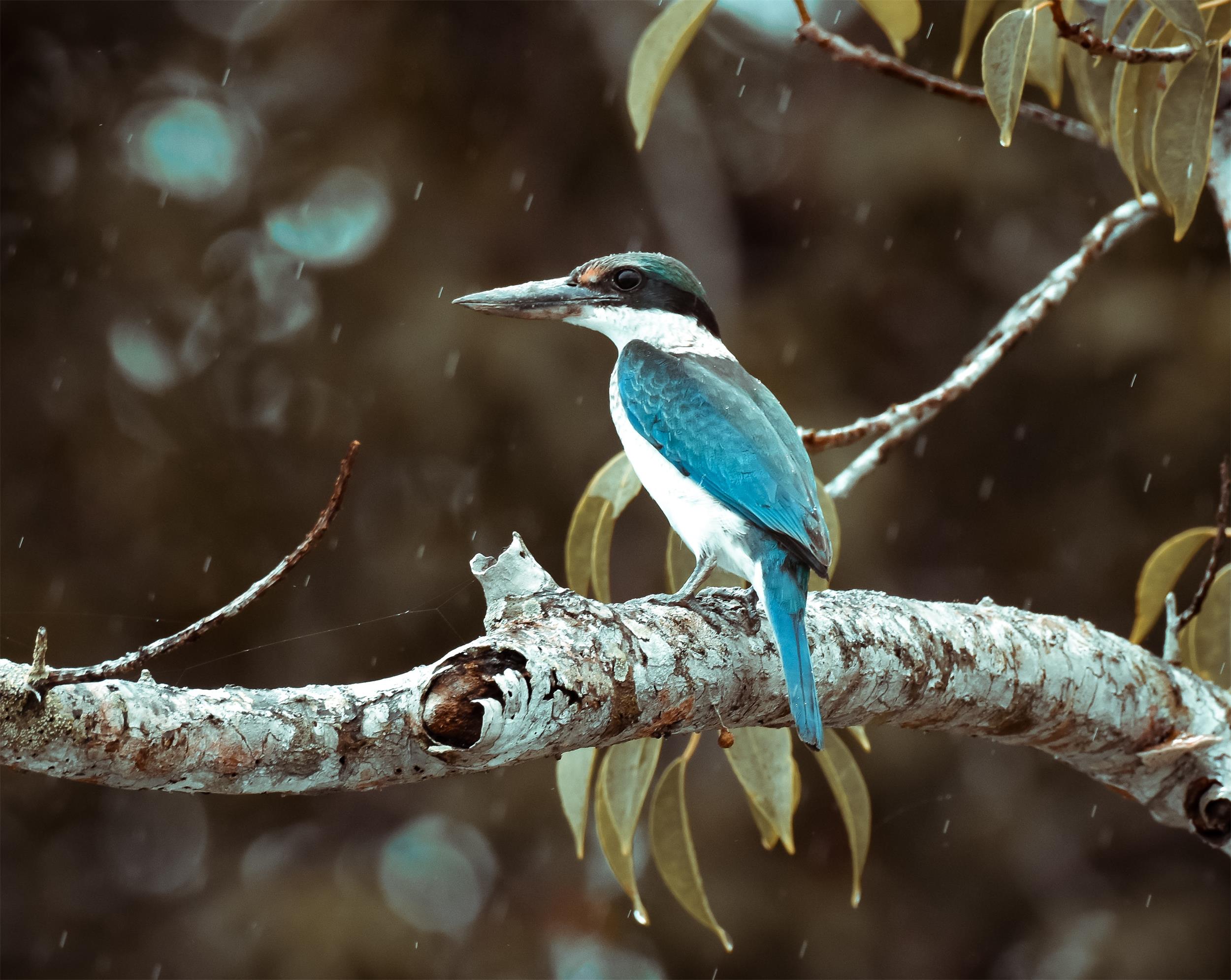 Discover the Wonders of Bird Watching with the Dzees V5 Smart Bird Fee ...