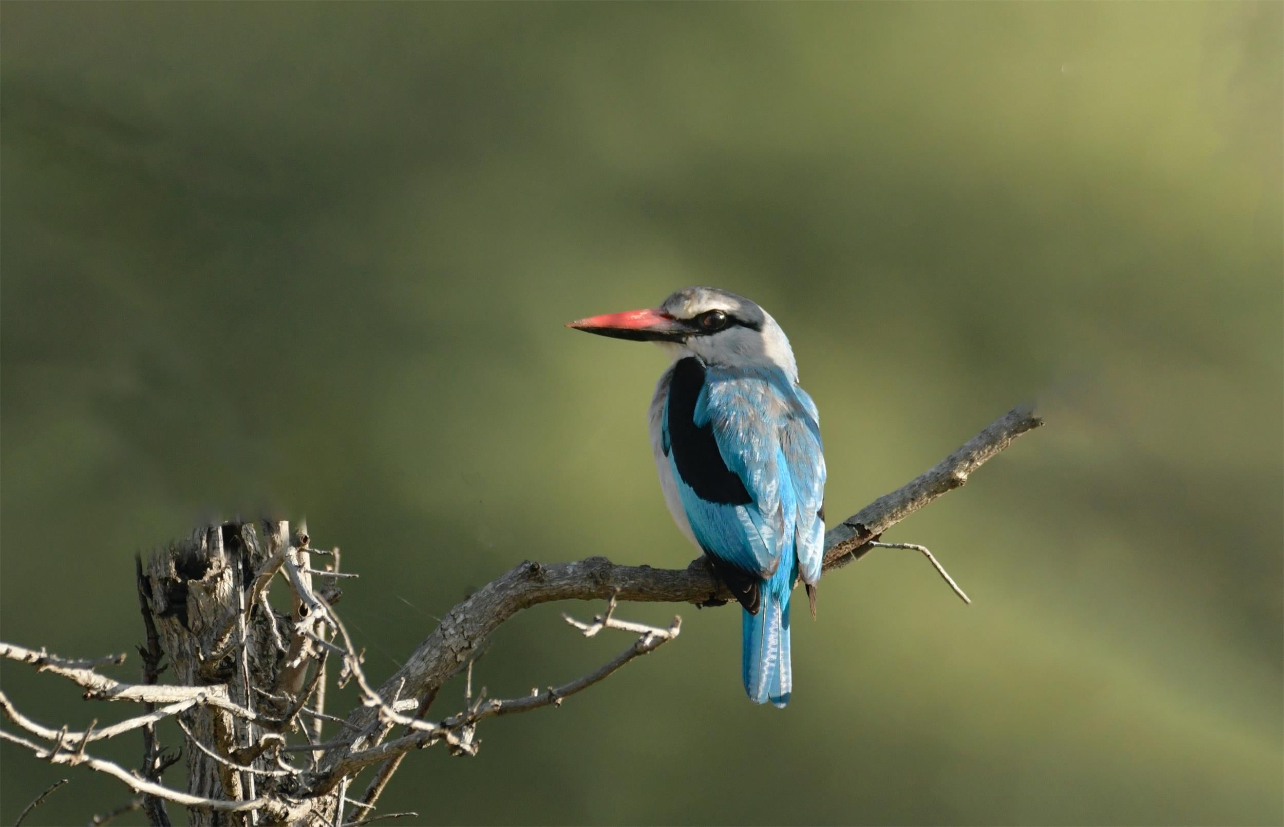 Dzees V5 Smart Bird Feeder Lite: Elevate Your Bird Watching with Intel ...
