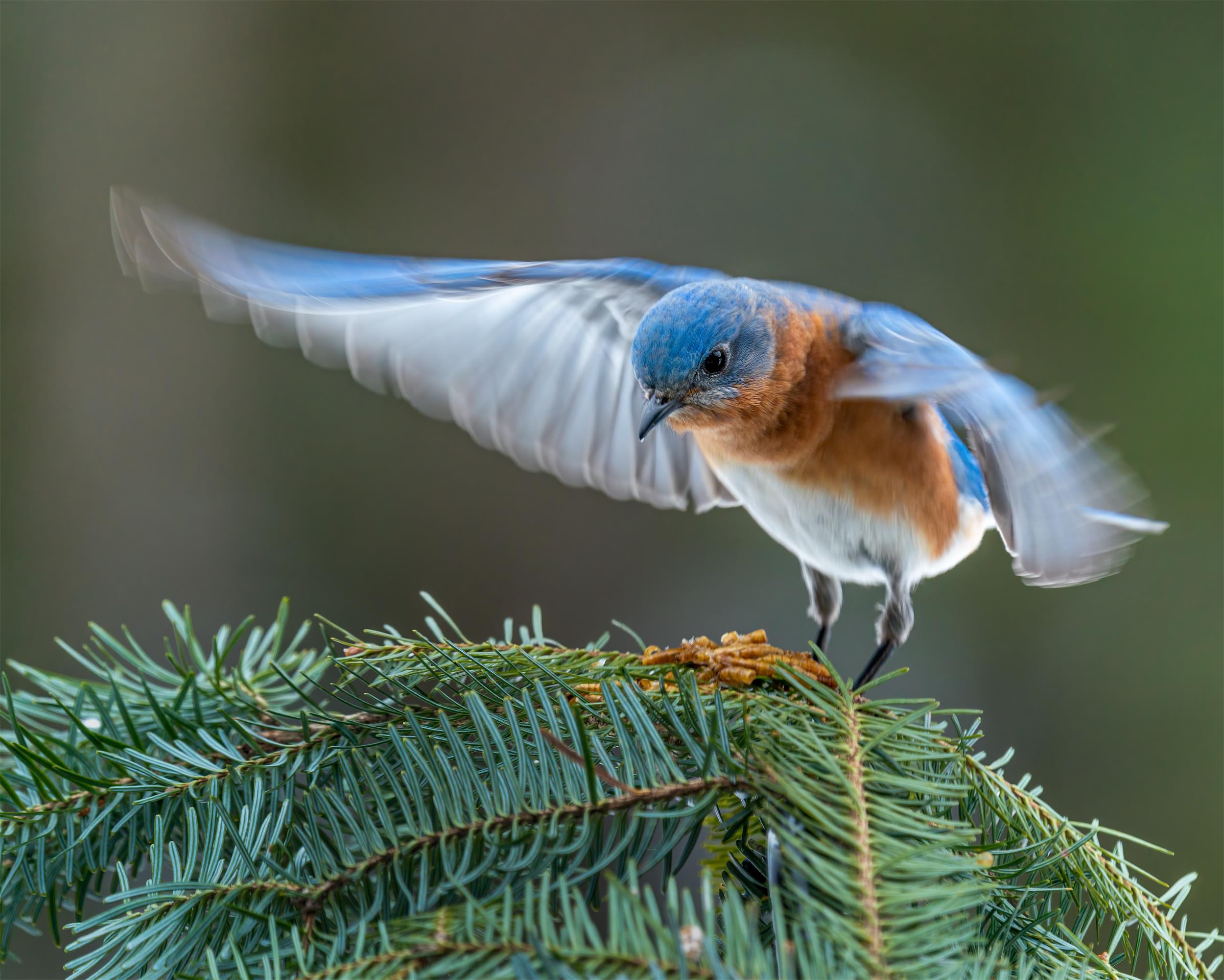 Elevate Your Bird Watching Experience with Dzees V5 Smart Bird Feeder ...