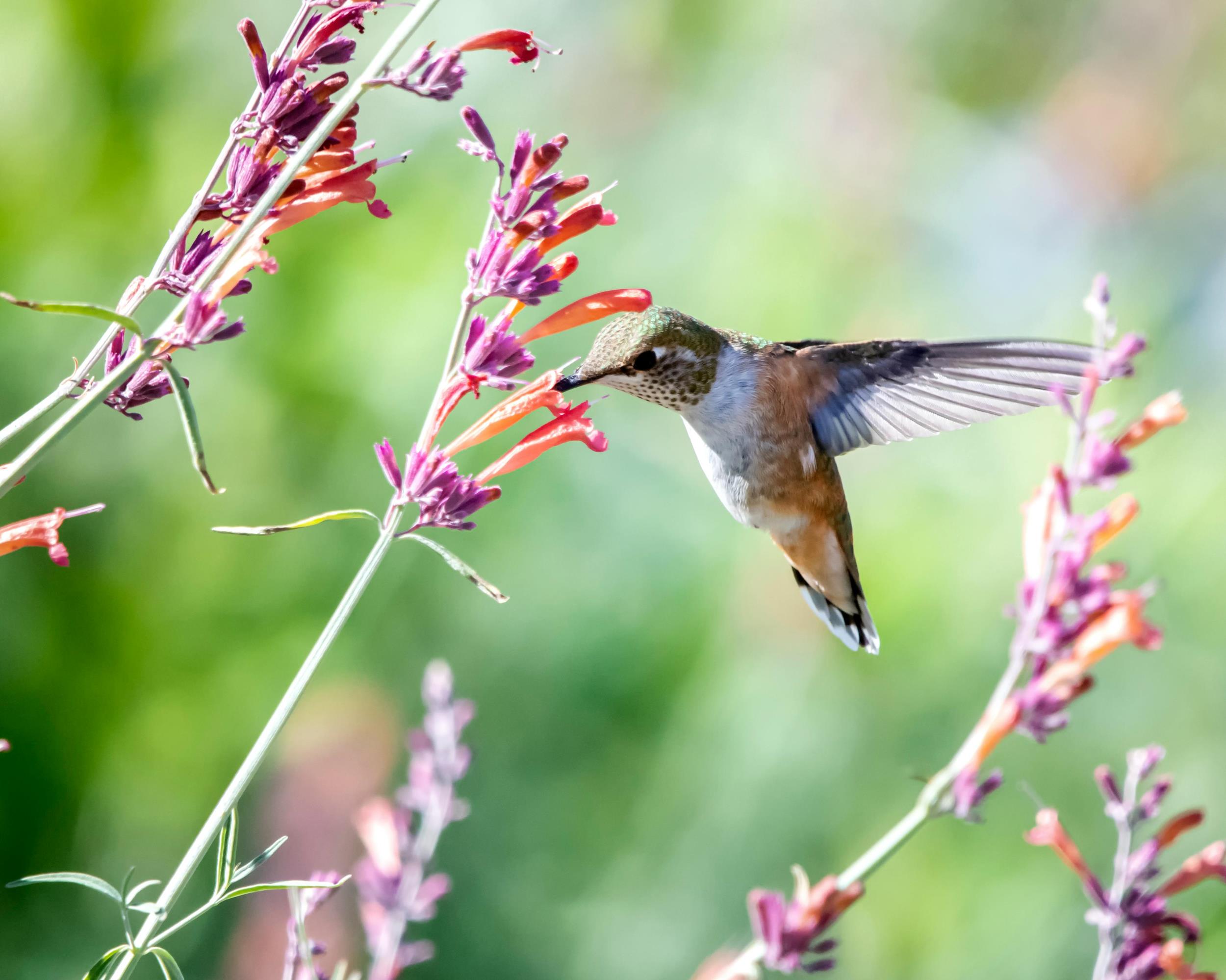 Elevate Your Bird Watching Experience with the Dzees G04 Smart Humming ...