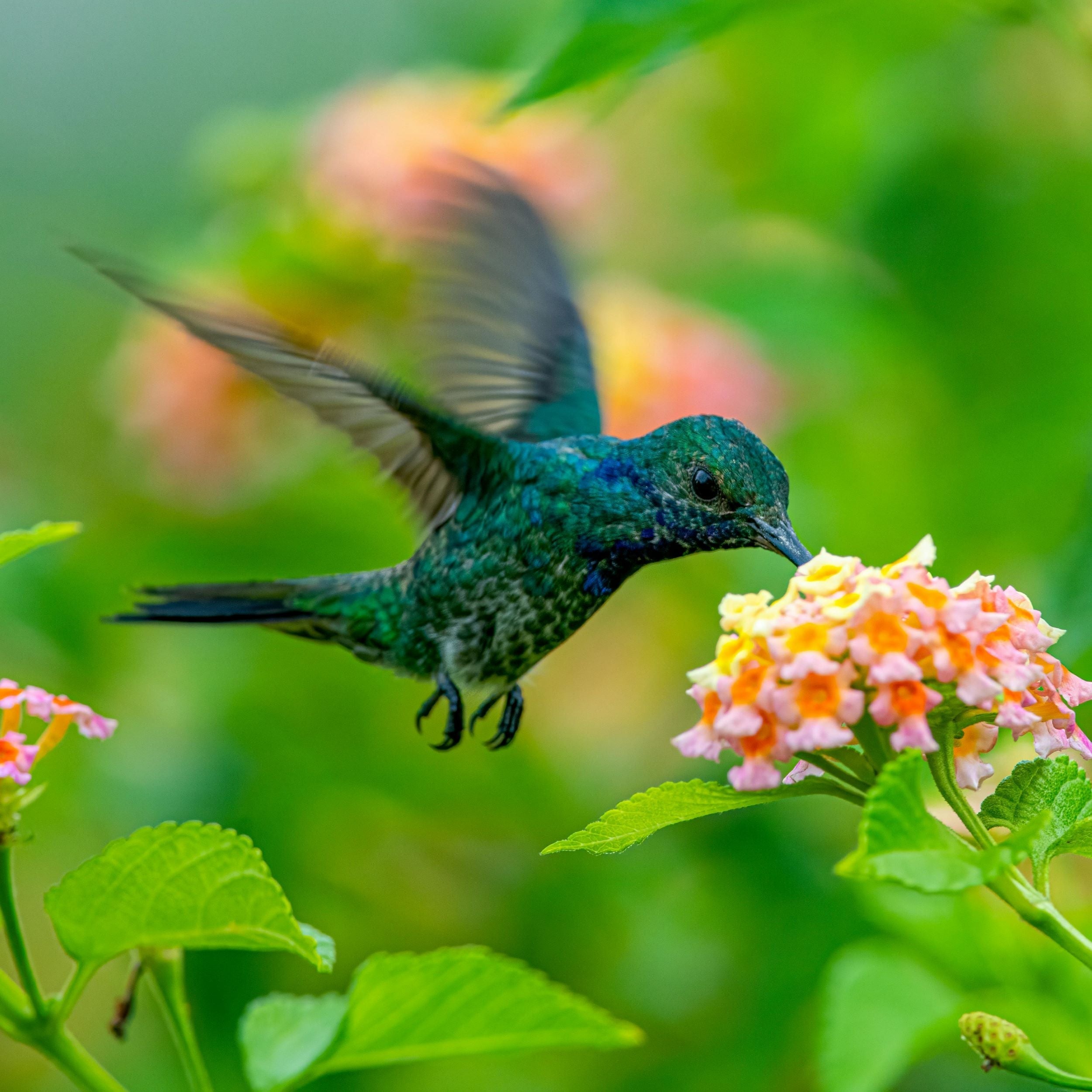 Missing the Hummingbirds? Here’s the Smartest Way to Never Miss One Ag ...