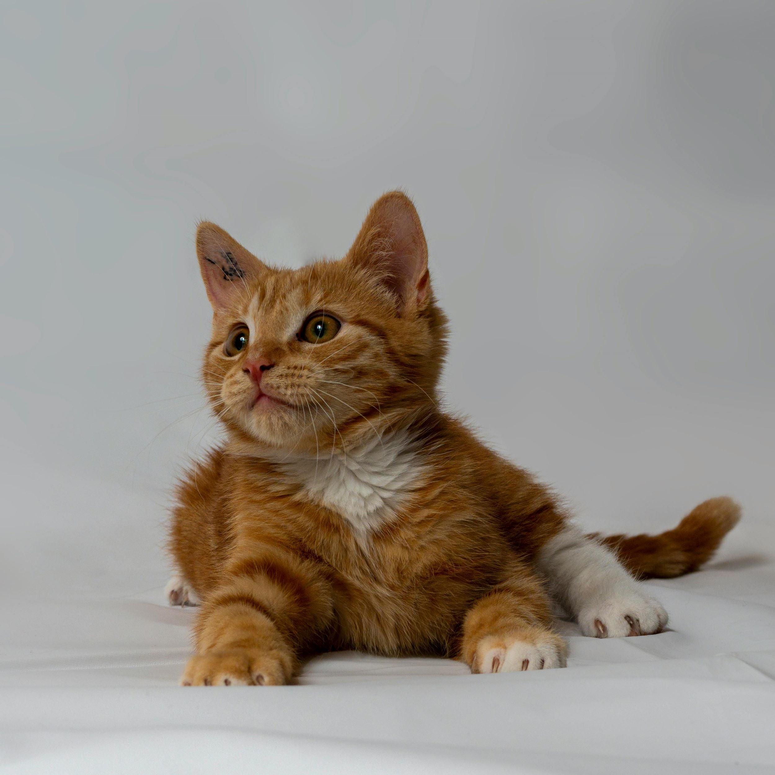 The Dzees Guardian Eye: Next-Gen Home Monitoring Without the Subscript ...