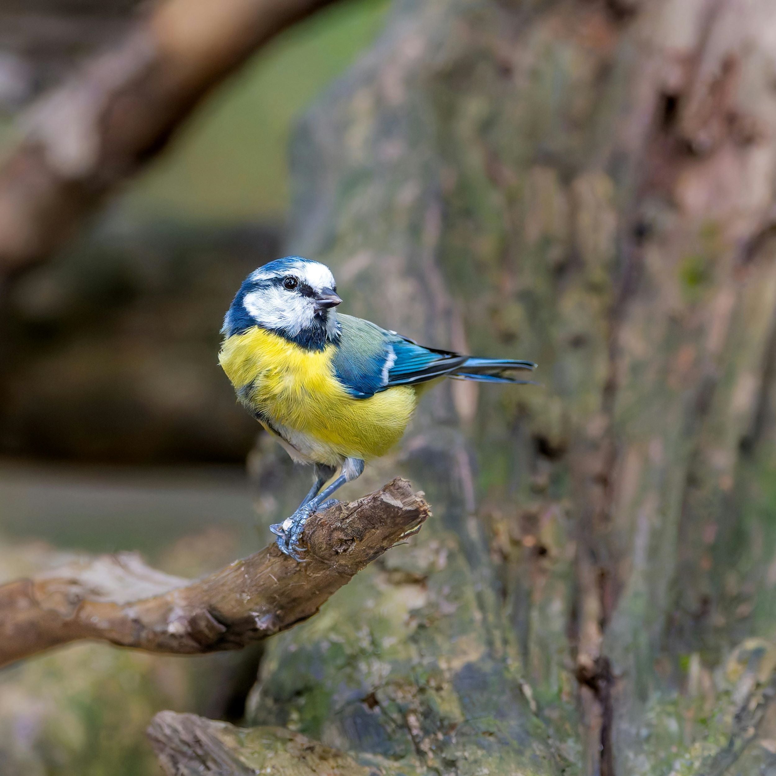 Experience Wildlife Like Never Before – Meet the Dzees Smart Solar Bir ...