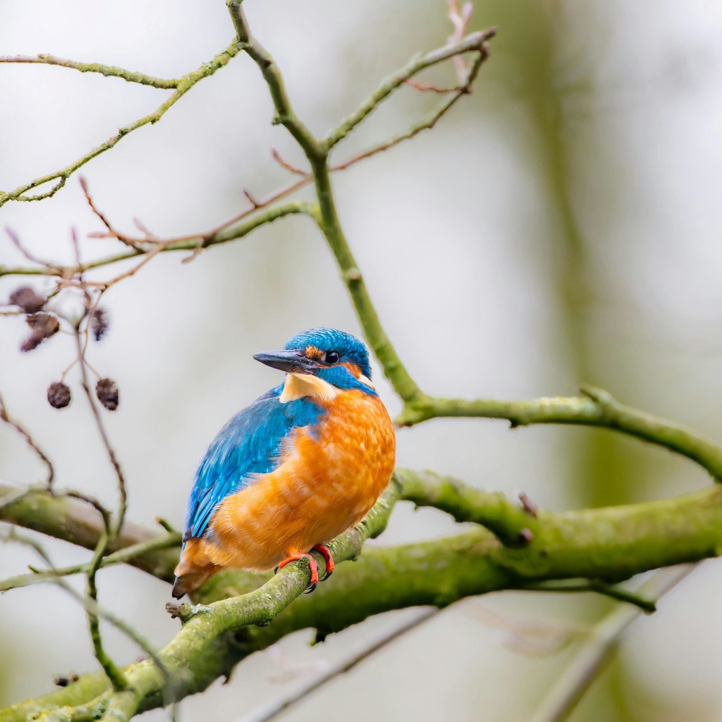 A Window to the Wild – Discover the Joy of Birdwatching with the Dzees ...