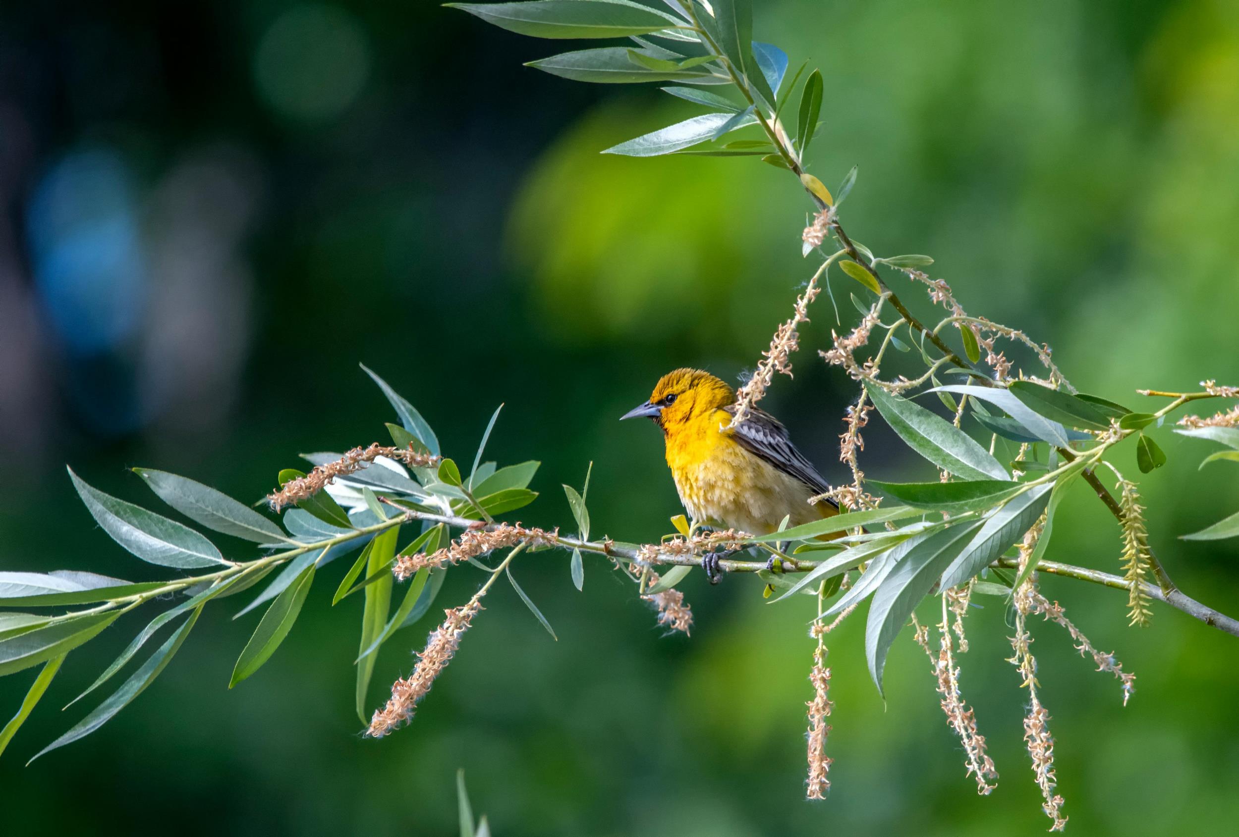Revolutionize Bird Watching with the Dzees Smart Hummingbird Feeder: A ...
