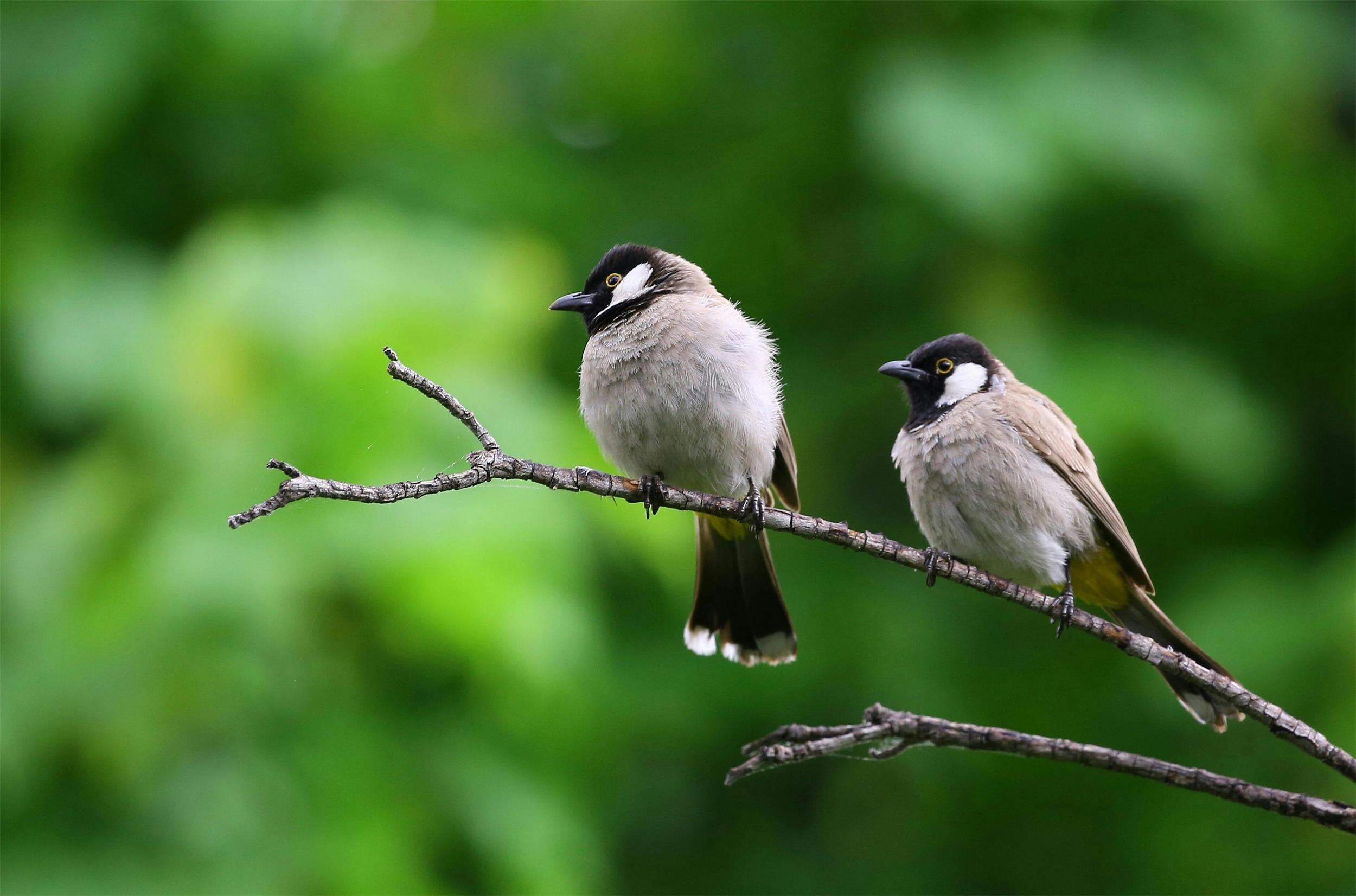 The Ultimate Guide to Elevating Your Birdwatching Experience with the ...