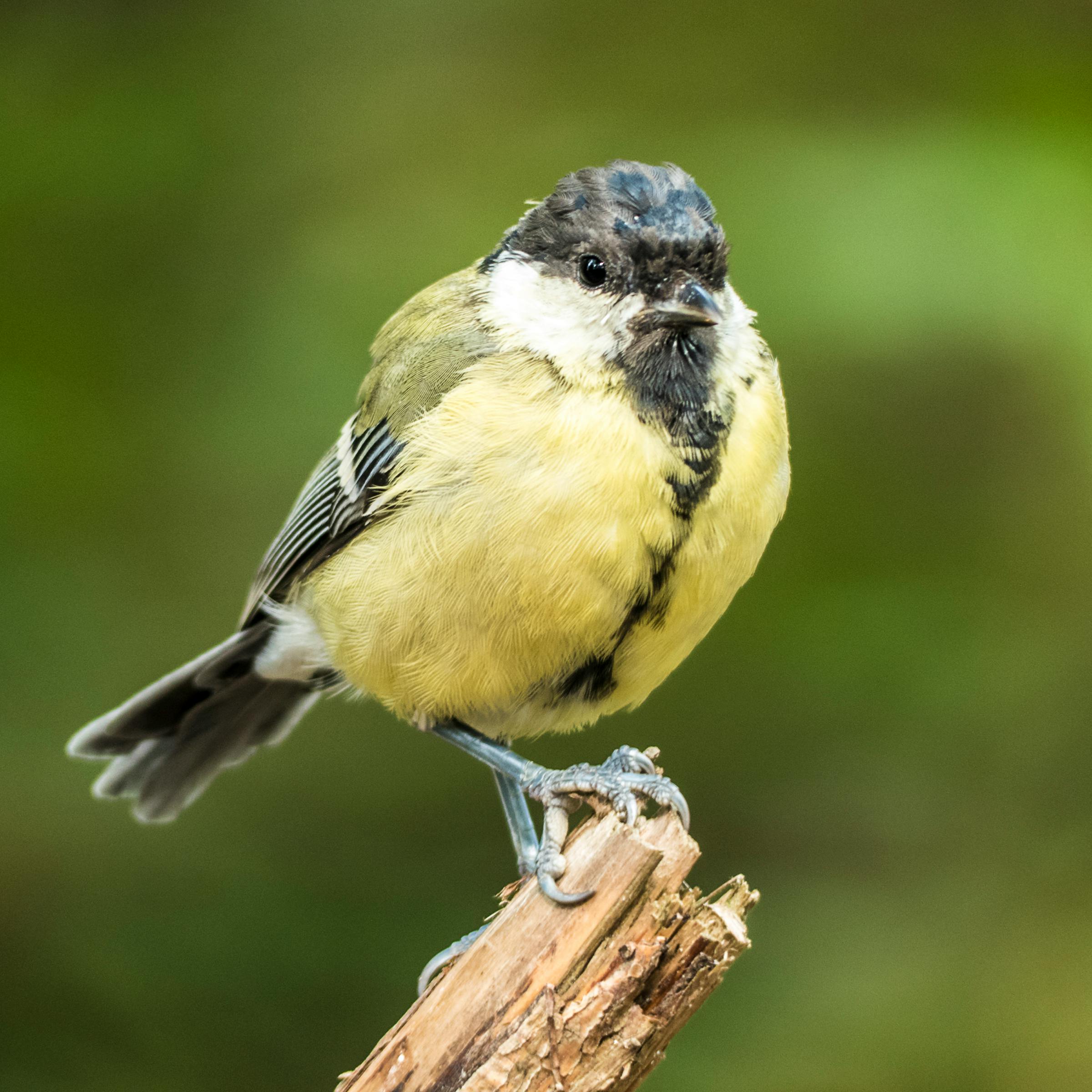 The Ultimate Smart Birdwatching Experience: Dzees Smart Bird Feeder Ca ...