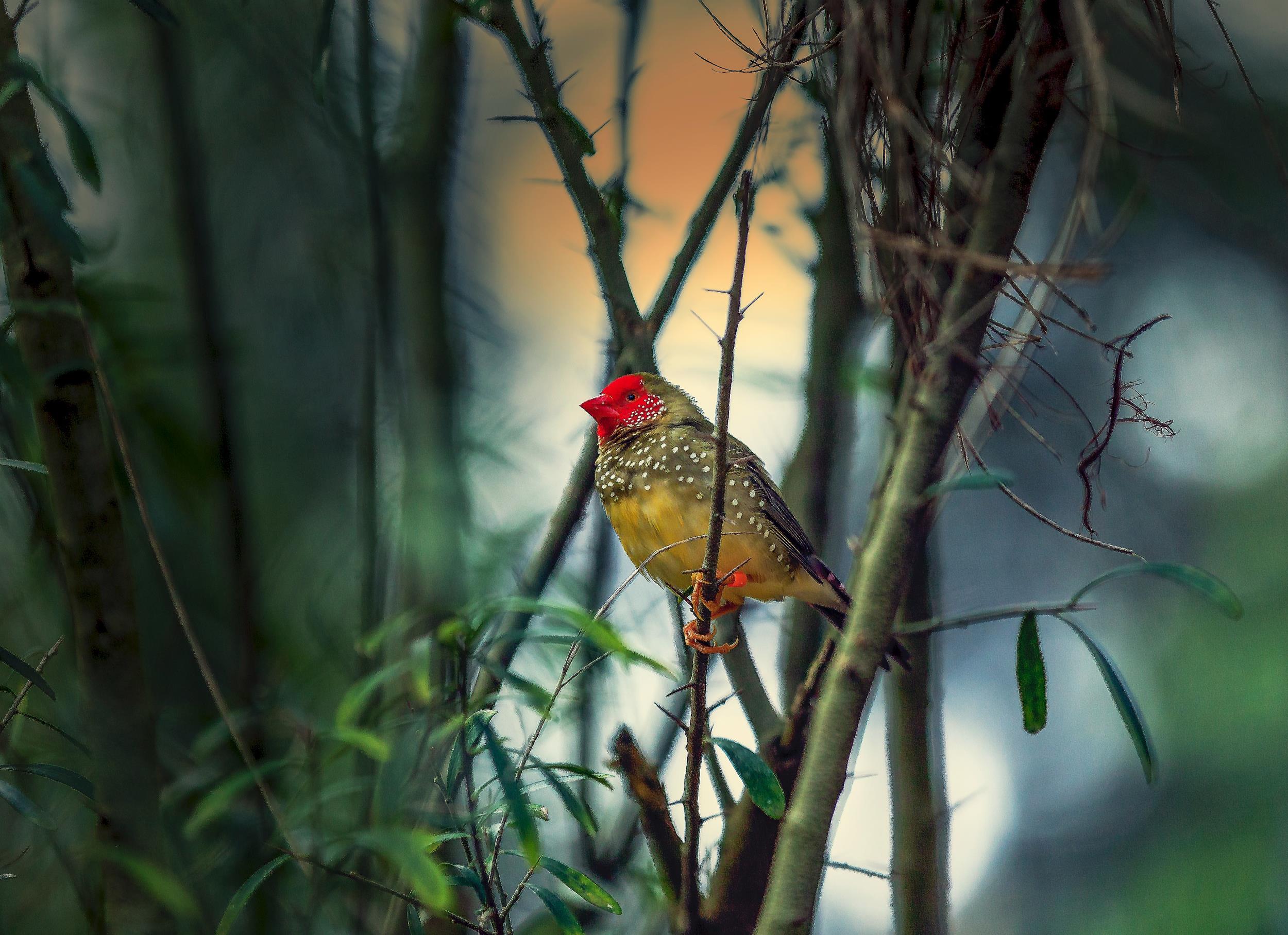 Unveiling Dzees V5 Smart Bird Feeder Lite: Elevate Your Bird Watching ...