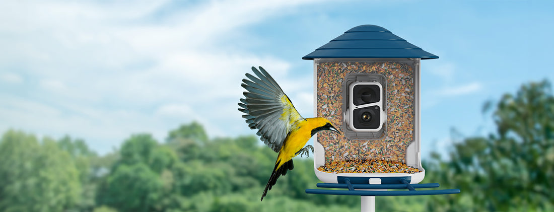 Dzees Camera – dzees-cam